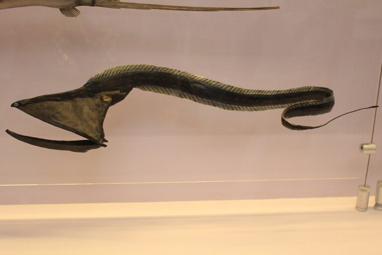 The Deep Sea’s Most Bizarre Predators - Animals Around The Globe