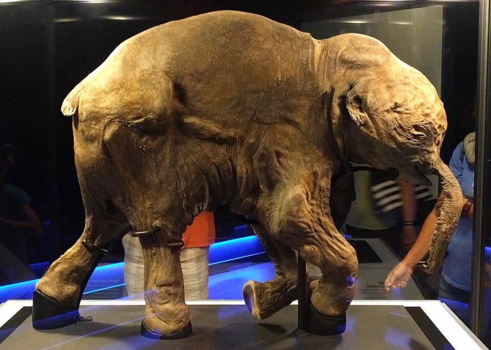 Fossils Show Mammoths Once Swam Across the Great Lakes