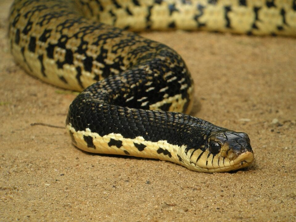 Snakes - Animals Around The Globe