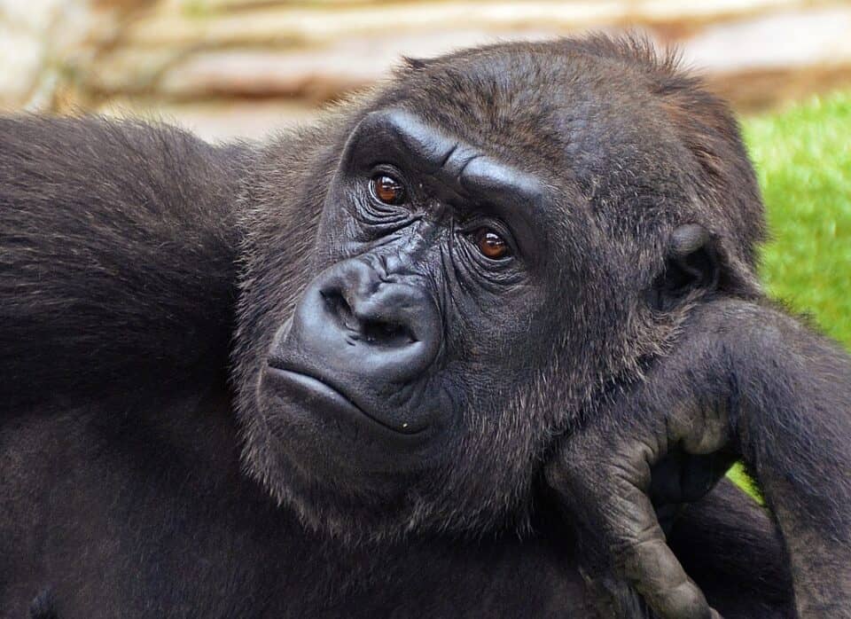 A Gorilla Fossil Changed Evolution Forever - Animals Around The Globe