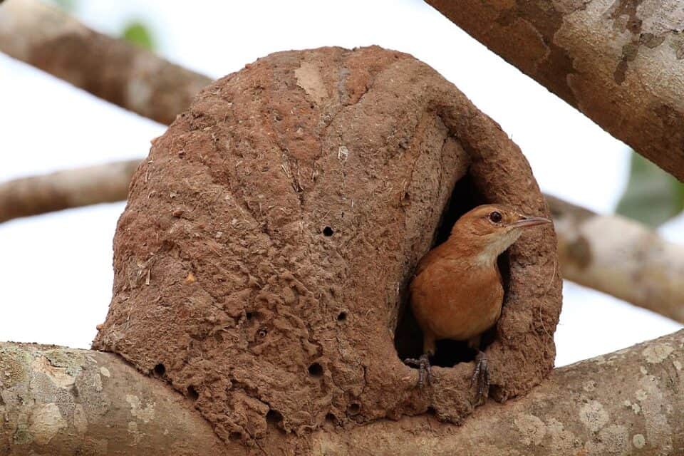 15 Birds That Build the Most Mind Blowing Nests - Animals Around The Globe