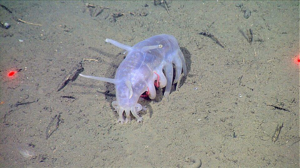 10 Bizarre Creatures Found in the Deepest Parts of the Ocean - Animals ...