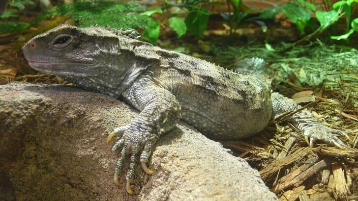 Tuataras The Last Survivors of an Ancient Reptilian Line - Animals ...