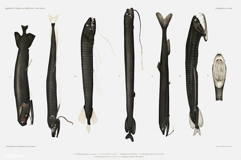 10 Bizarre Creatures Found in the Deepest Parts of the Ocean - Animals ...