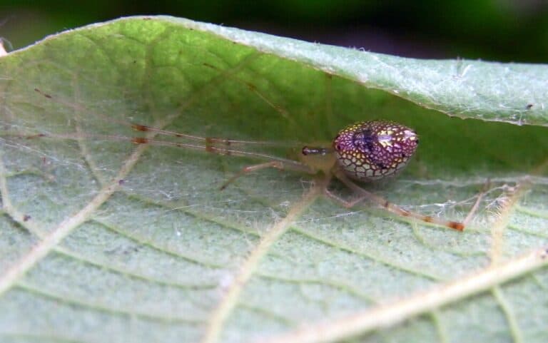 14 Most Beautiful Spiders in the World - Animals Around The Globe