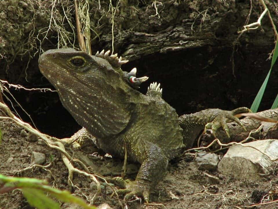 These Creatures Have Lived Since the Age of Dinosaurs - Animals Around ...