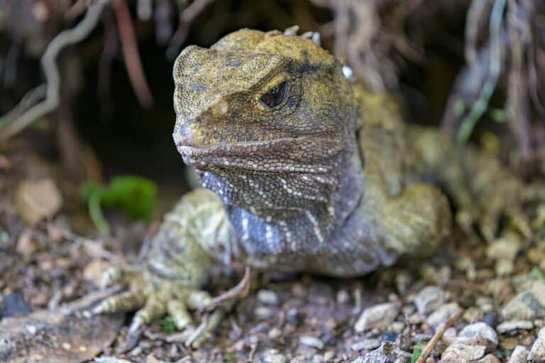Tuataras The Last Survivors of an Ancient Reptilian Line - Animals ...