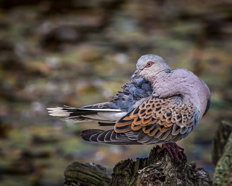 8 Rare Animals of the UK You’ve Never Seen and Where to Find Them