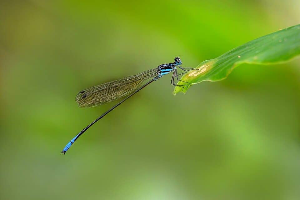 45 of the Newest Animal Species Discovered in 2024 - Animals Around The ...
