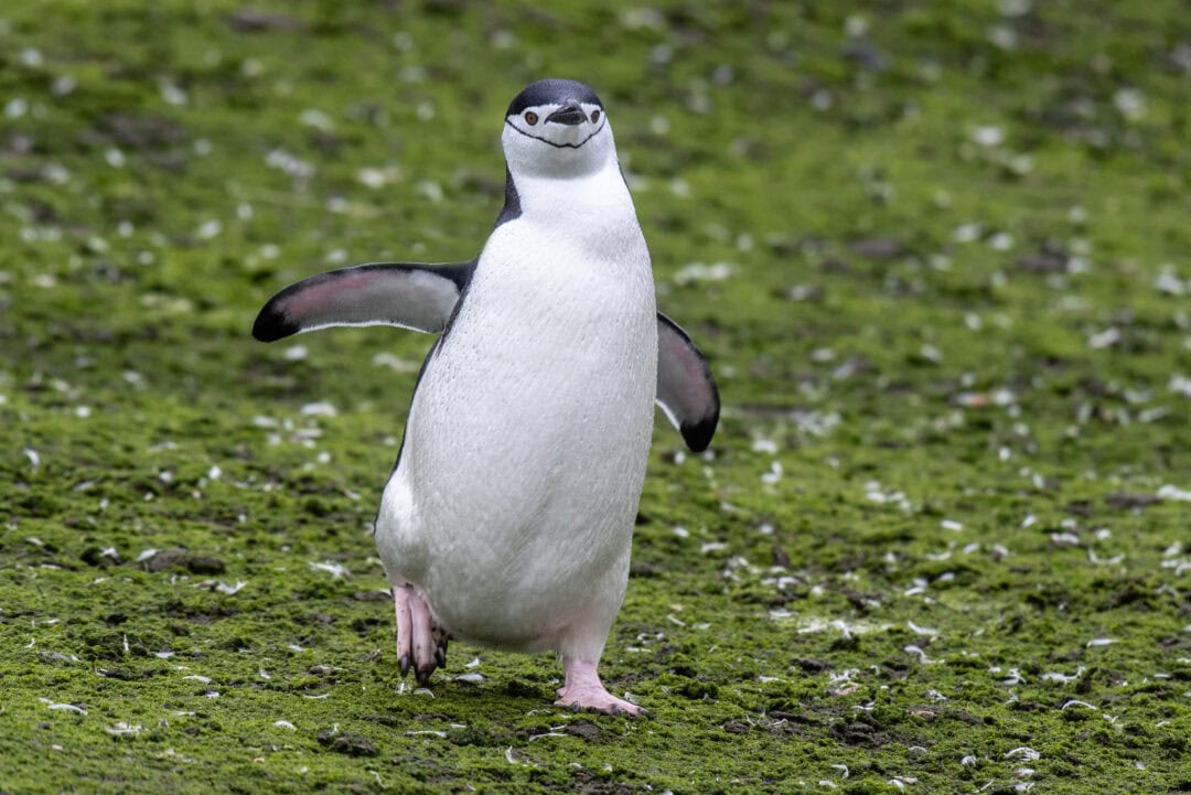 Why Chinstrap Penguins Are the Coolest Birds in the Antarctic