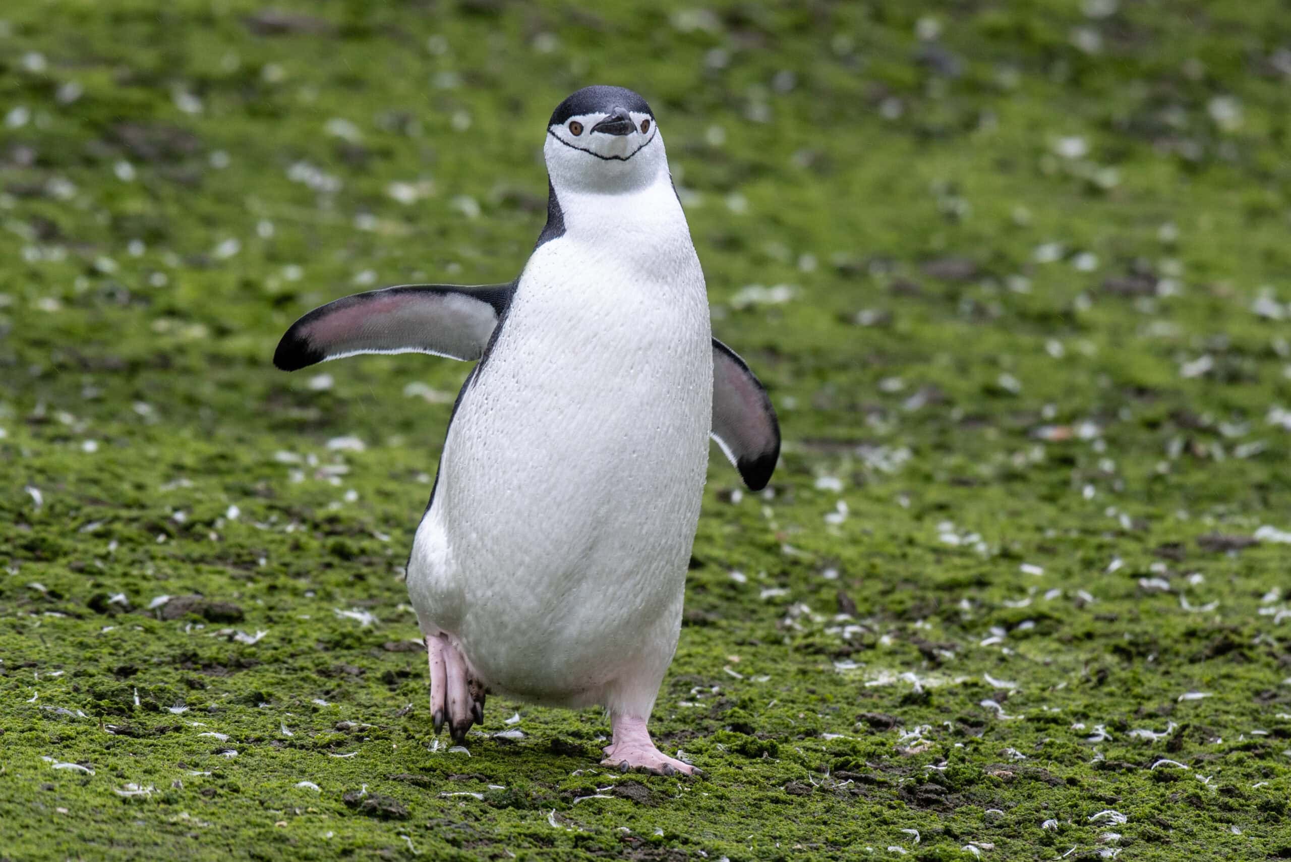 15 Weird Animal Behaviors and What They Mean - Animals Around The Globe