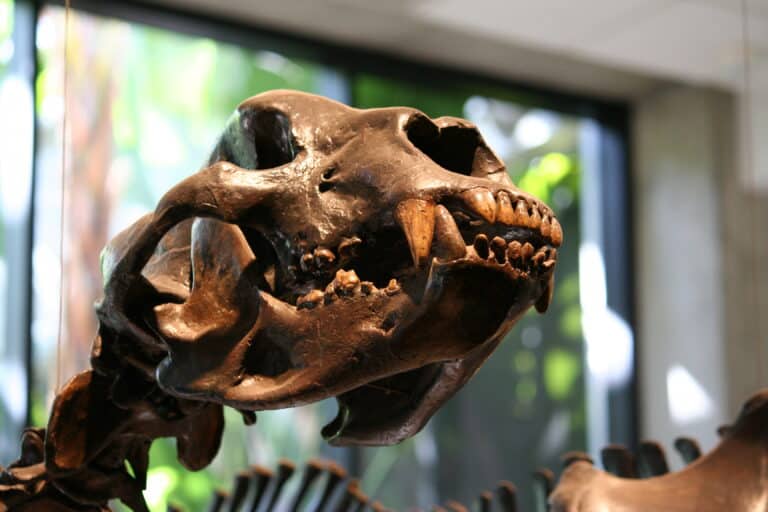 Meet the Short-Faced Bear—The Most Terrifying Bear Ever