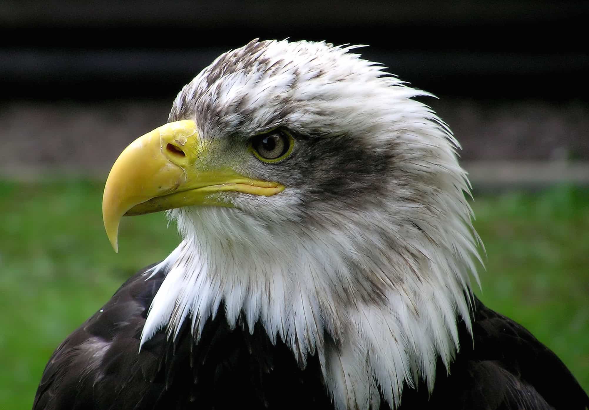 What Happens When a Bald Eagle Loses Its Mate