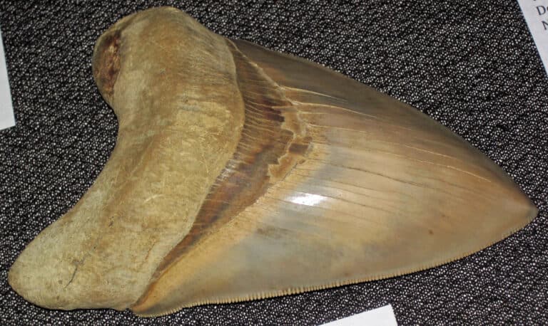 The Oldest Shark Fossil Ever Found in North America