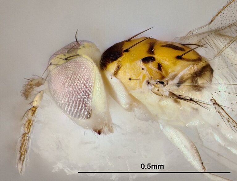 45 of the Newest Animal Species Discovered in 2024 - Animals Around The ...