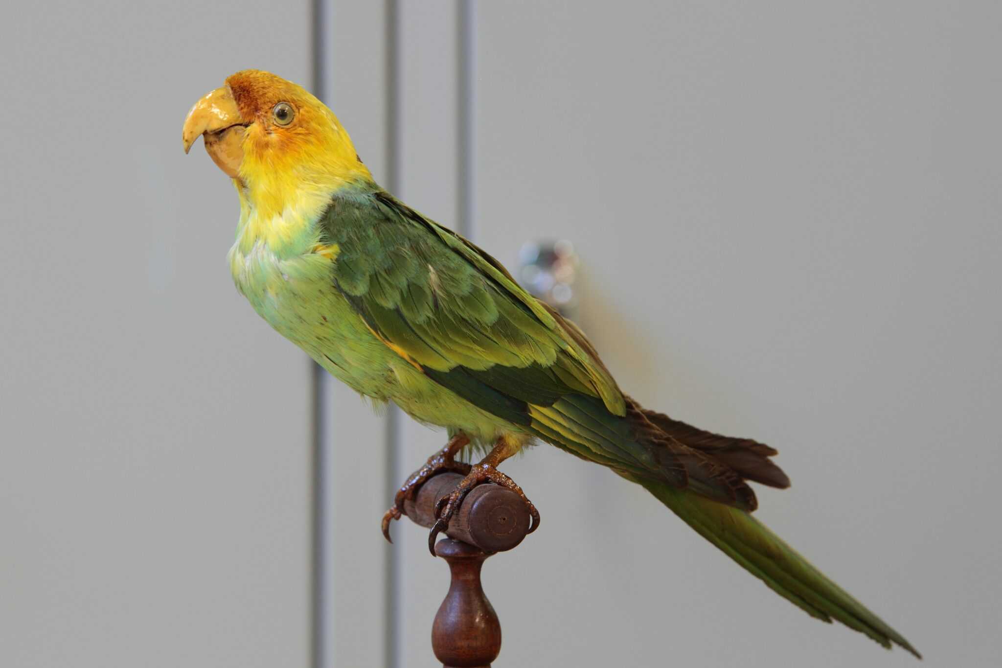 15 Extinct Animals Scientists Want to Bring Back - Animals Around The Globe