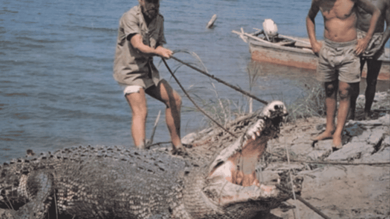 Cassius, The World’s Largest Crocodile Passed Away at The Age Of 110 ...