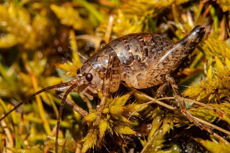 45 of the Newest Animal Species Discovered in 2024 - Animals Around The ...