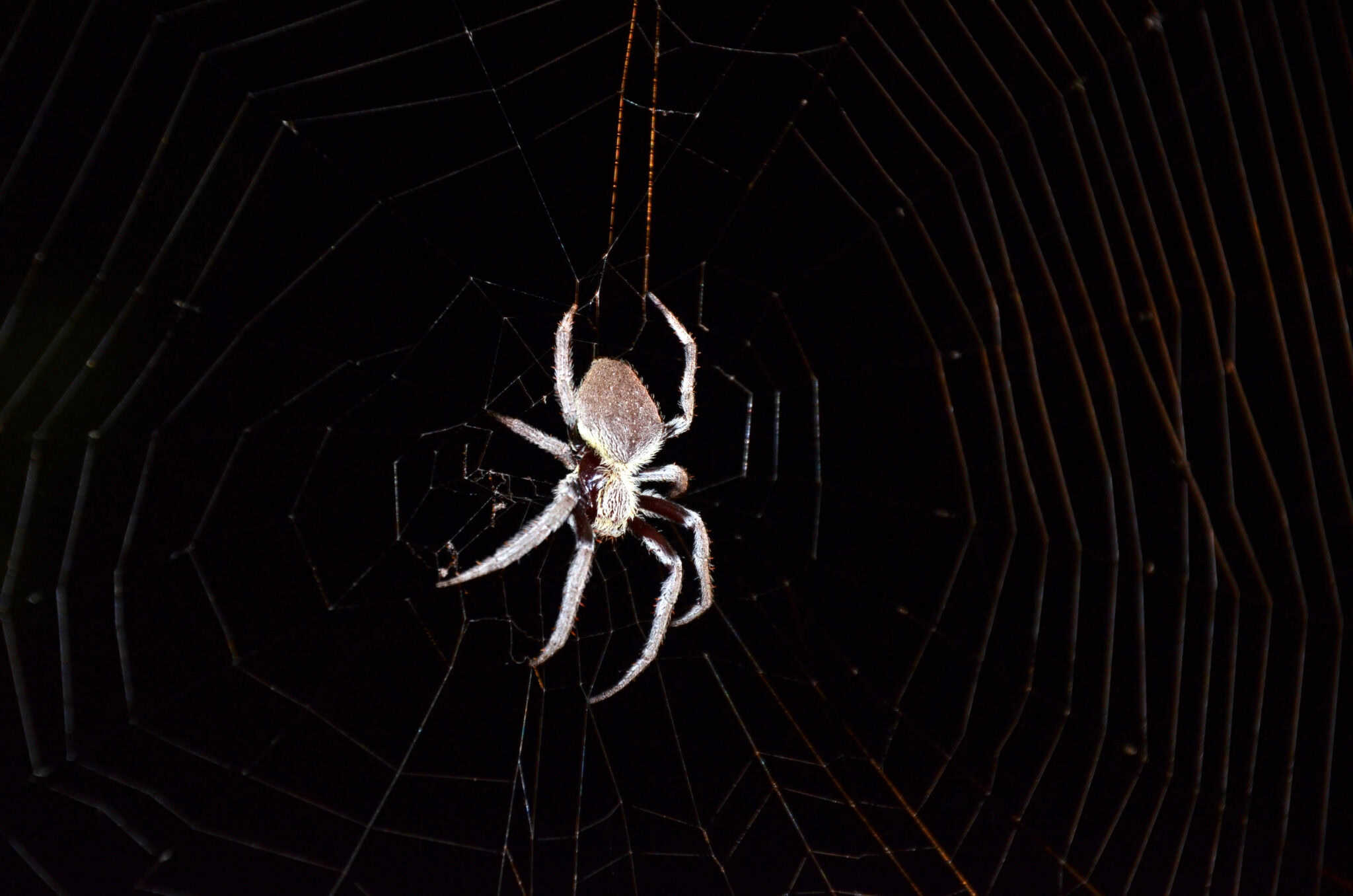 10 Creepy-Crawly Spiders That Are Surprisingly Fascinating - Animals ...