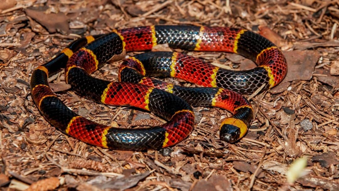 The Slithering Six: Most Venomous Snakes of Florida - Animals Around ...
