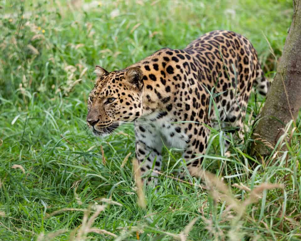 Innovations in Wildlife Protection: Tools and Strategies - Animals ...