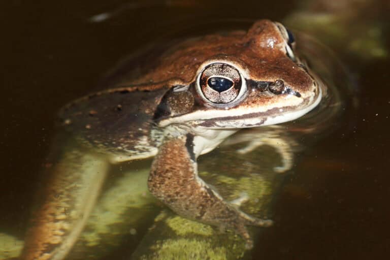 Frogs That Hibernate for Years - Animals Around The Globe