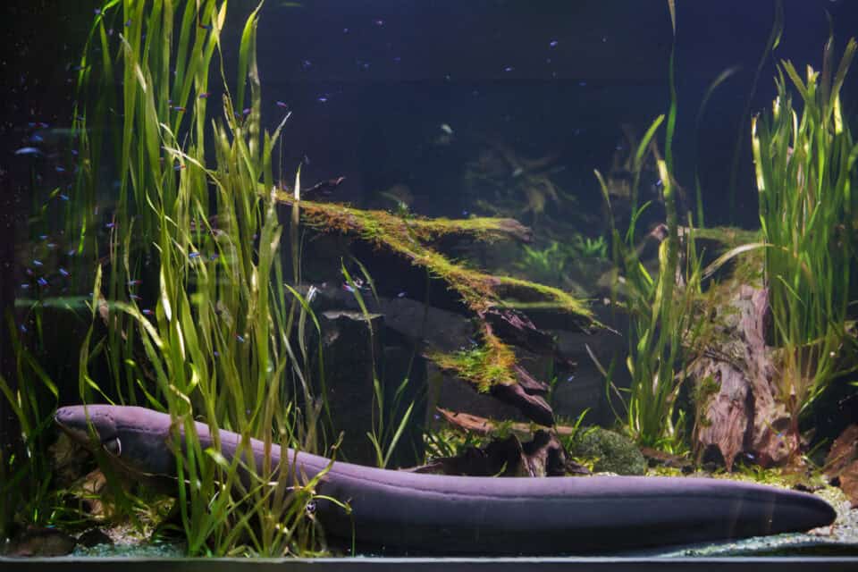 Electric Eels Can Stun Their Prey From a Distance, But They Also Use ...