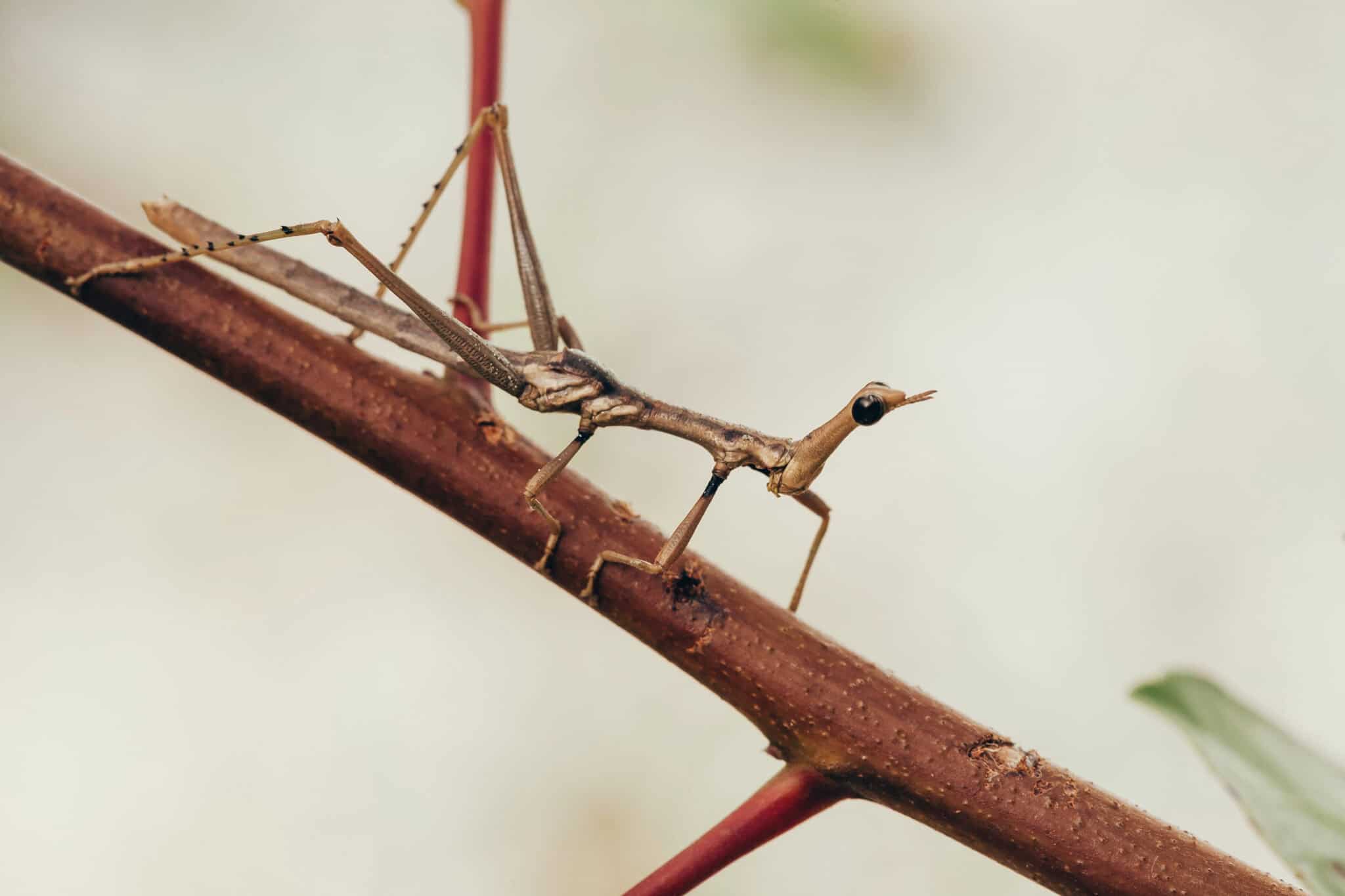 10 Animals That Use Mimicry to Outsmart Predators - Animals Around The ...