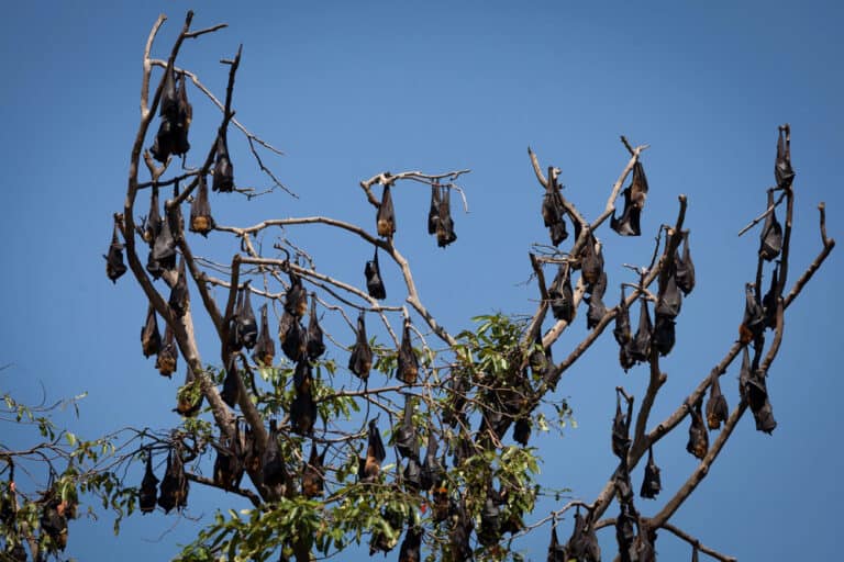 Bats Hunt in Complete Darkness Using a Skill That Works Like Sonar