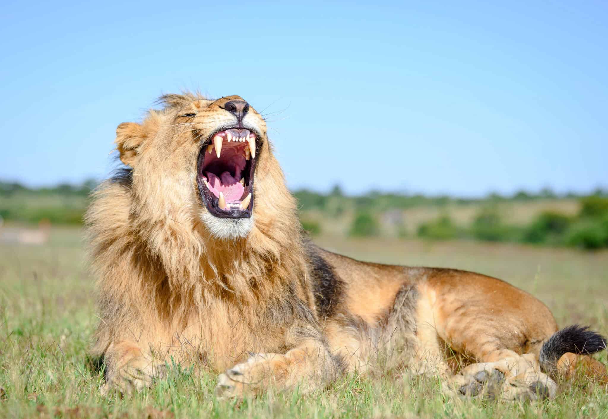 The Top 10 Carnivorous Animals - Animals Around The Globe