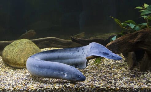 This Fish Can Survive Out of Water for Days