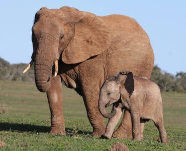 15 Powerful Animals Where Females Rule the Male - Animals Around The Globe