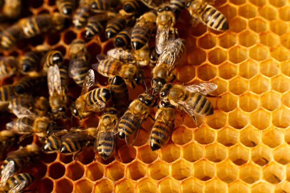 What Happens If Bees Go Extinct Faster Than Expected? - Animals Around ...