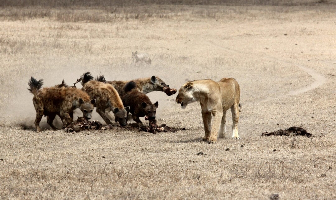 The Animal Kingdom’s Deadliest Showdowns: Predator vs. Predator ...
