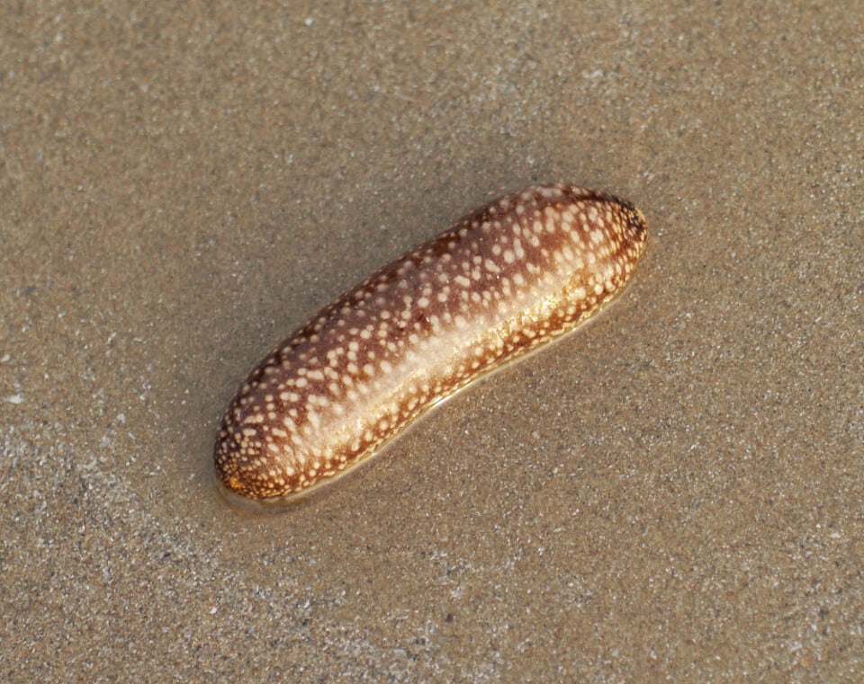 The Secret of Animals That Can Breathe Through Their Skin - Animals ...