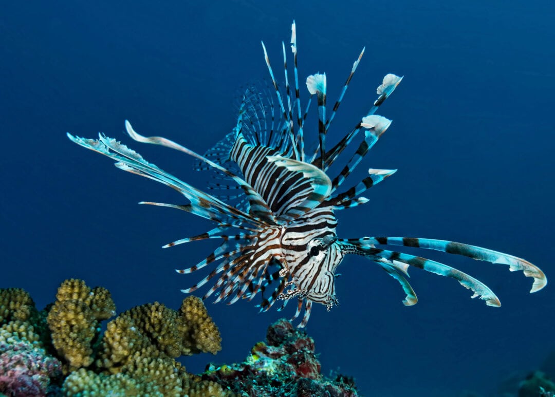 What Makes Lionfish an Invasive Species