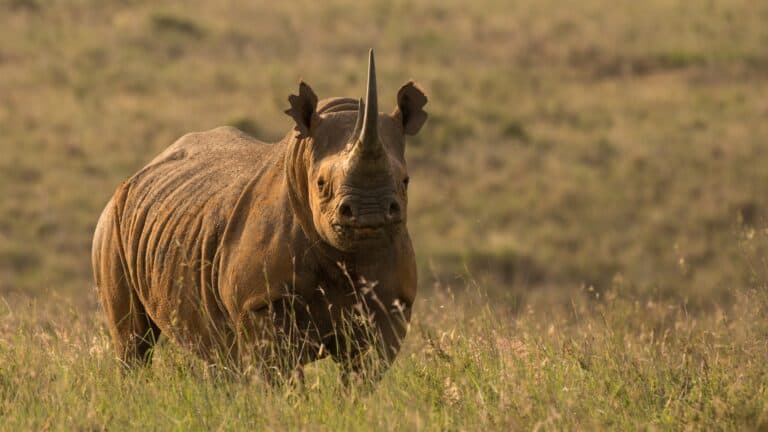 US Animal News - Animals Around The Globe
