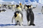 Why Do Penguins Waddle? - Animals Around The Globe
