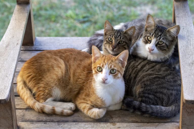 What Cats Really Think of Their Owners, According to Science