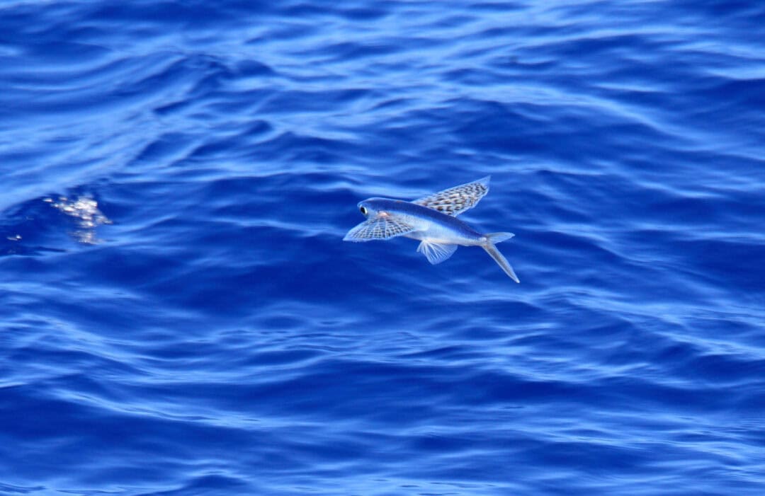 13 Airborne Animals That Glide Without Wings - Animals Around The Globe