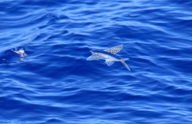 13 Airborne Animals That Glide Without Wings - Animals Around The Globe