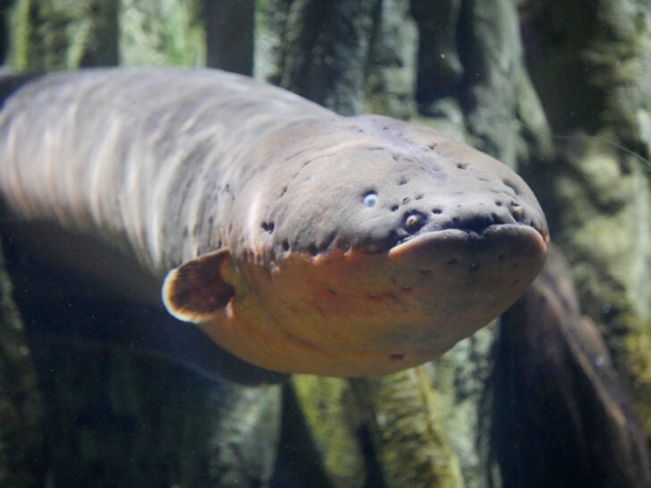 This Fish Has the Most Shocking Defense in the Ocean