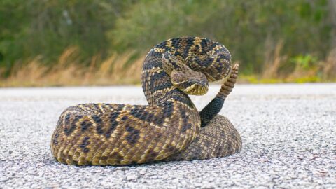 When Two Of The Deadliest Snakes In The World Meet - Animals Around The ...