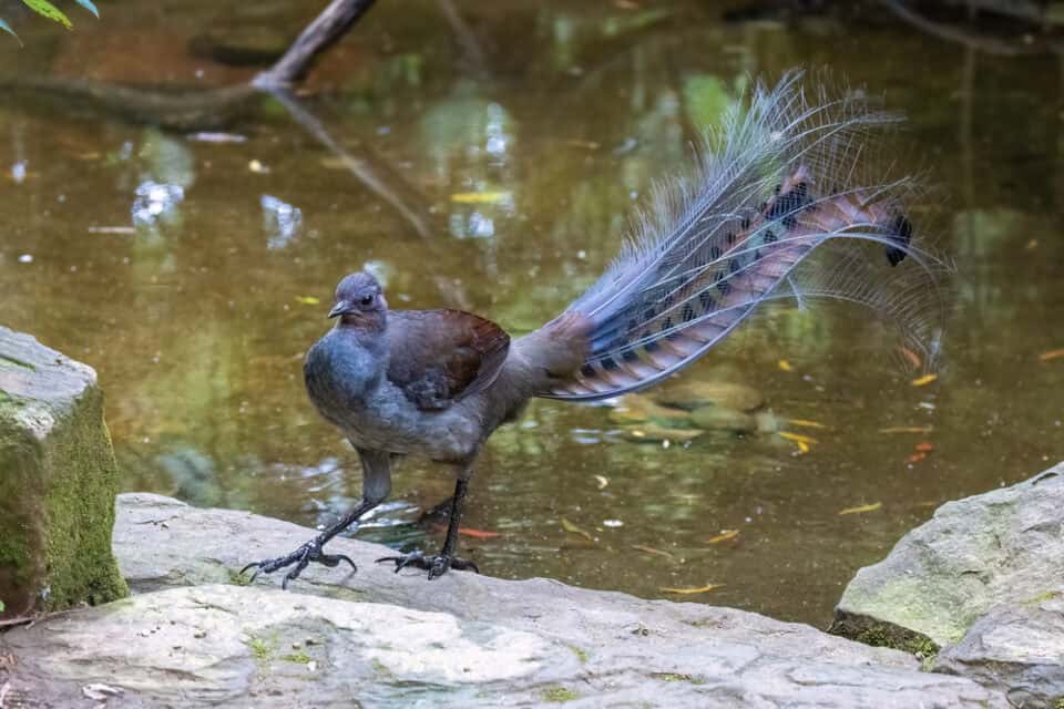 The Lyrebird Nature’s Master Mimic - Animals Around The Globe