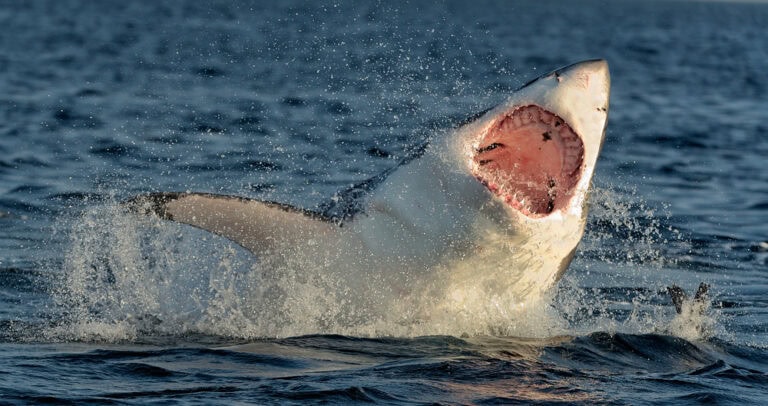The Remarkable History of the Great White Shark’s Ancestors - Animals ...