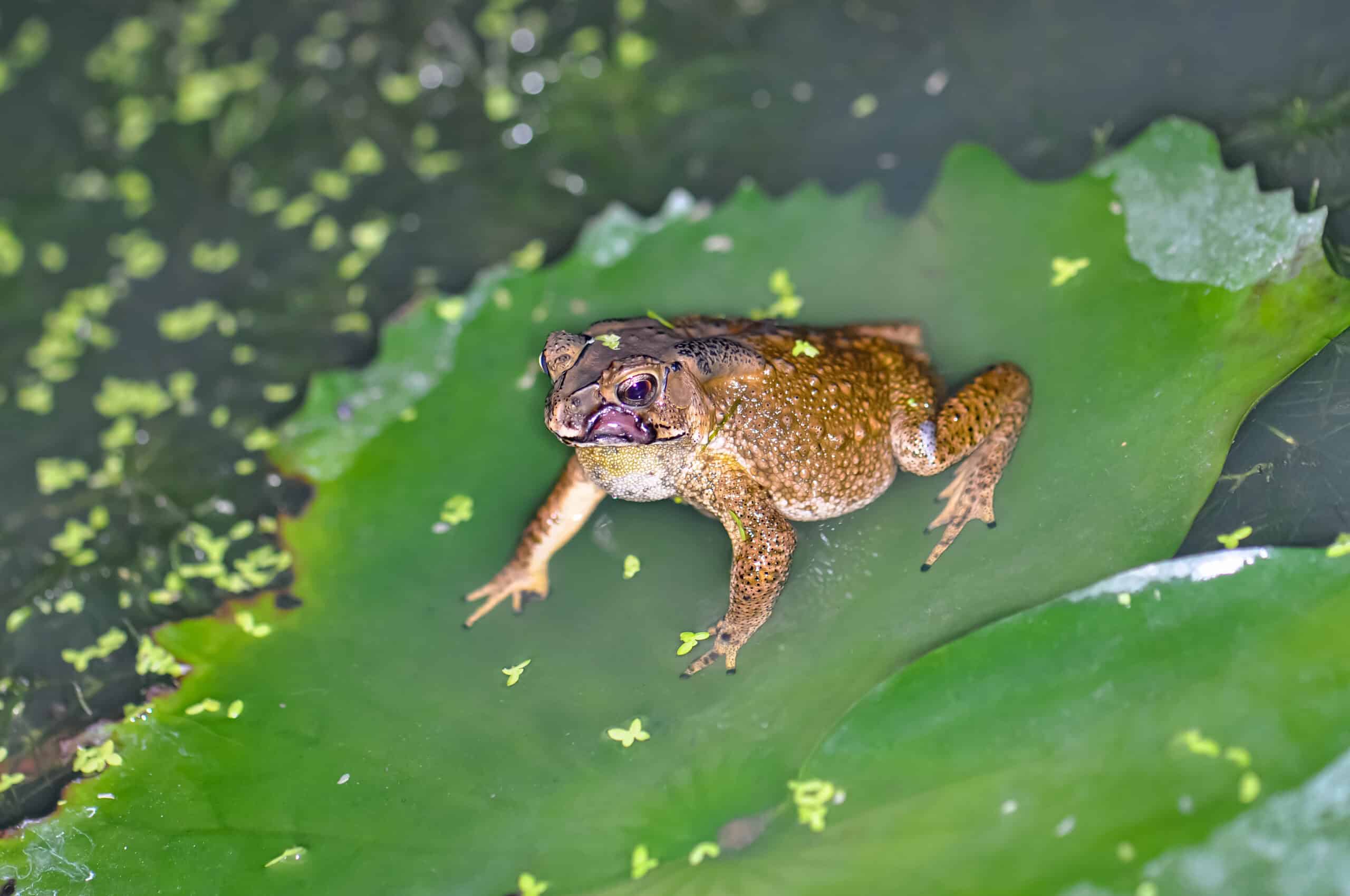 The Tiny but Lethal Golden Poison Dart Frog - Animals Around The Globe