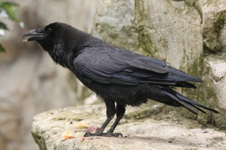 The Meaning Behind the Raven as Your Spirit Animal - Animals Around The ...