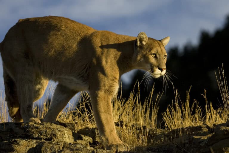 The Giant Ice-Age Predators That Dwarfed Today’s Wildlife