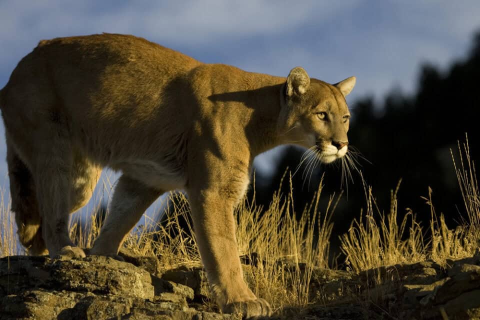 The Giant Ice-Age Predators That Dwarfed Today’s Wildlife