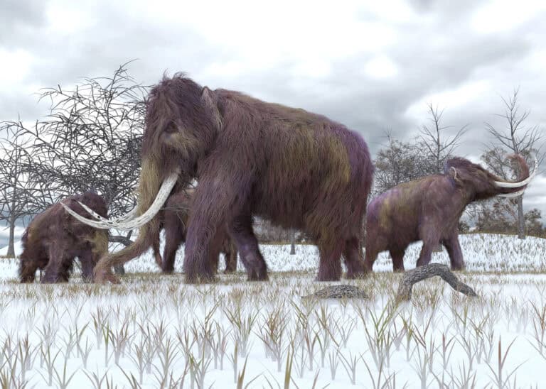This Ice-Age Mammal Was Just Unearthed in North Dakota - Animals Around ...